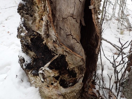 Inonotus Care (Watering, Fertilize, Pruning, Propagation) - PictureThis