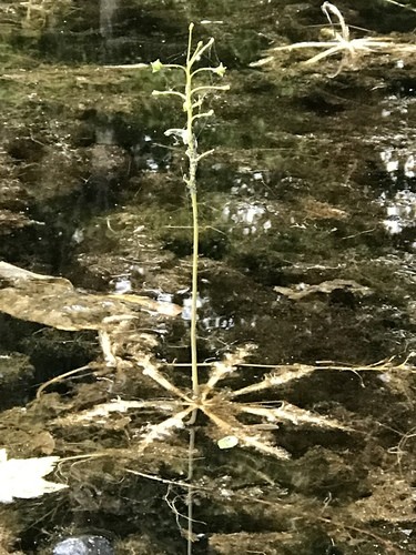 Vejiga hinchada (Utricularia inflata) - PictureThis