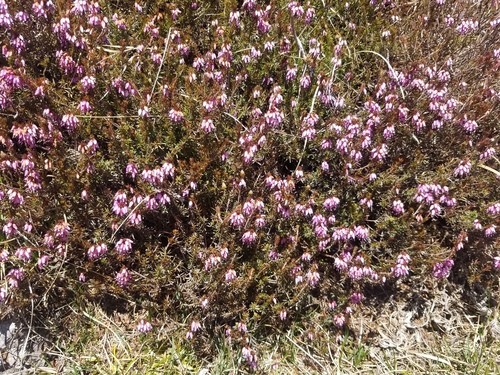 Эрика травянистая (Erica carnea) - PictureThis