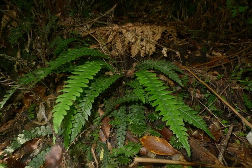 Lance water fern (Austroblechnum lanceolatum) Flower, Leaf, Care, Uses ...