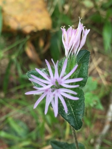 Elephantopus tomentosus - PictureThis