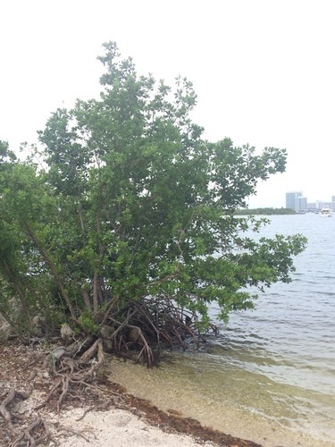 Mangle rojo (Rhizophora mangle) - PictureThis