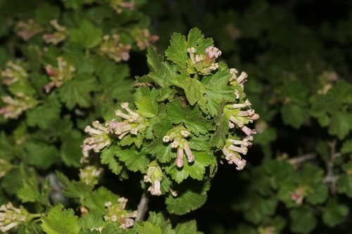 Wax Currant (Ribes cereum) Flower, Leaf, Care, Uses - PictureThis