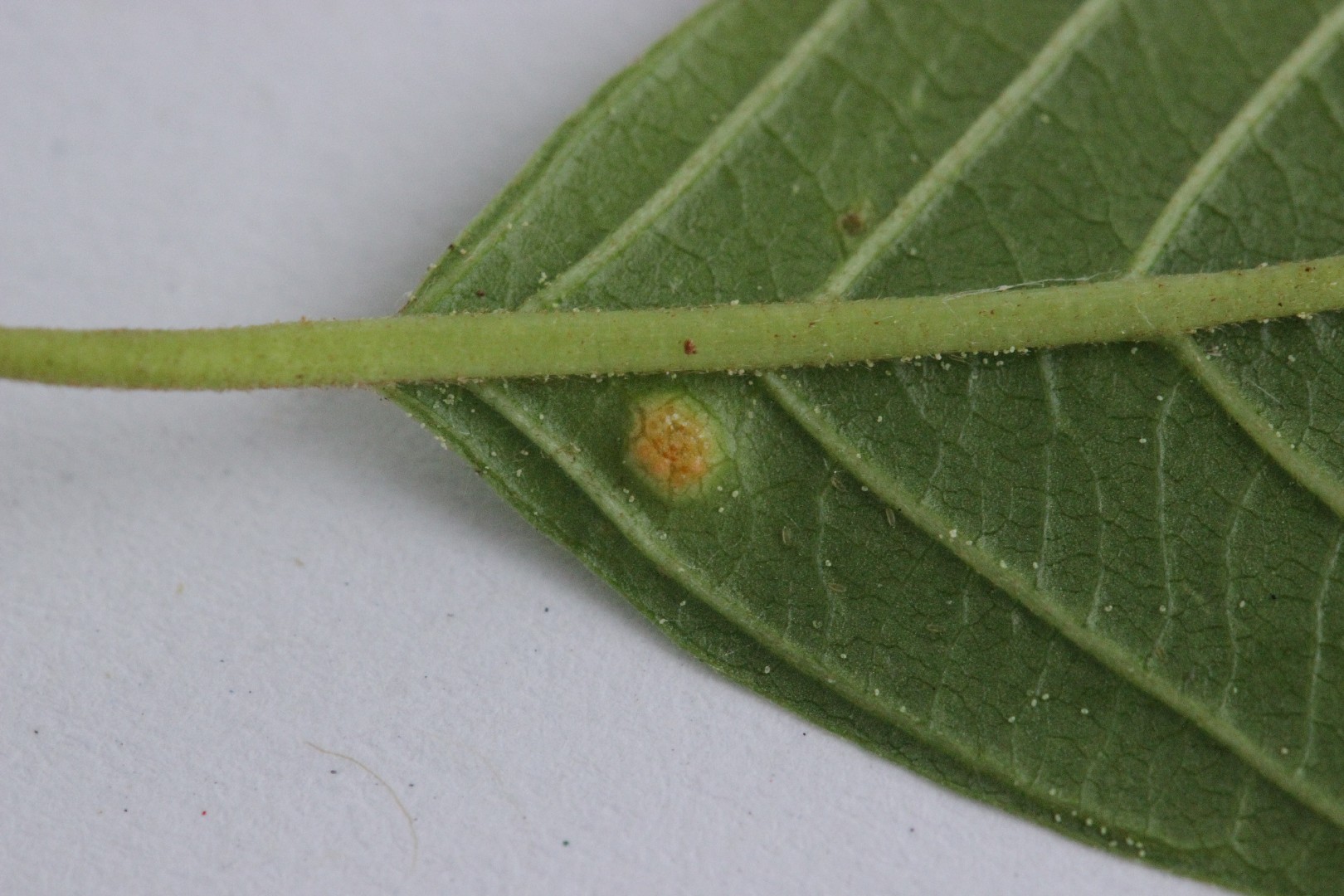 Pucciniaceae Flower, Leaf, Care, Uses - PictureThis