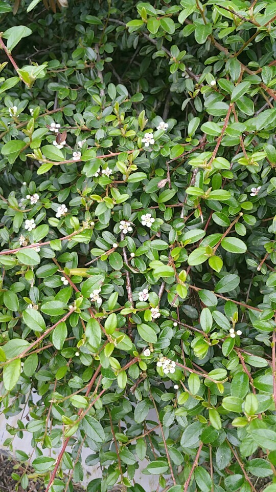 Cotoneaster dammeri - PictureThis
