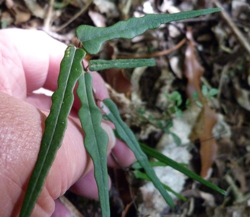 New zealand jasmine (Parsonsia heterophylla) Flower, Leaf, Care, Uses ...
