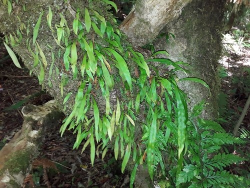 Lance fern (Loxogramme dictyopteris) Flower, Leaf, Care, Uses - PictureThis