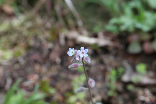 Nomeolvides (Myosotis arvensis) - PictureThis