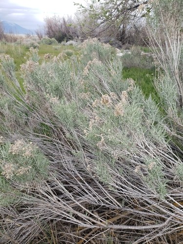 Hierba de conejo de guadalupe (Ericameria nauseosa) - PictureThis