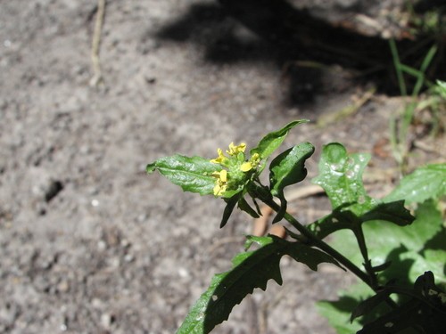 Erísimo (Sisymbrium officinale) - PictureThis