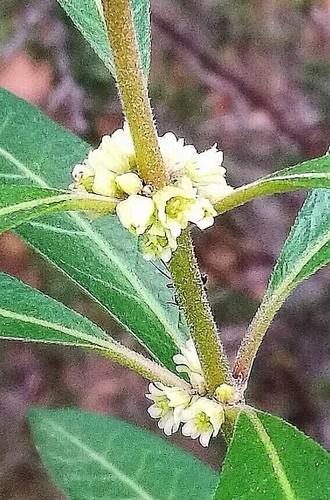 Pera (Peraceae) Flower, Leaf, Care, Uses - PictureThis