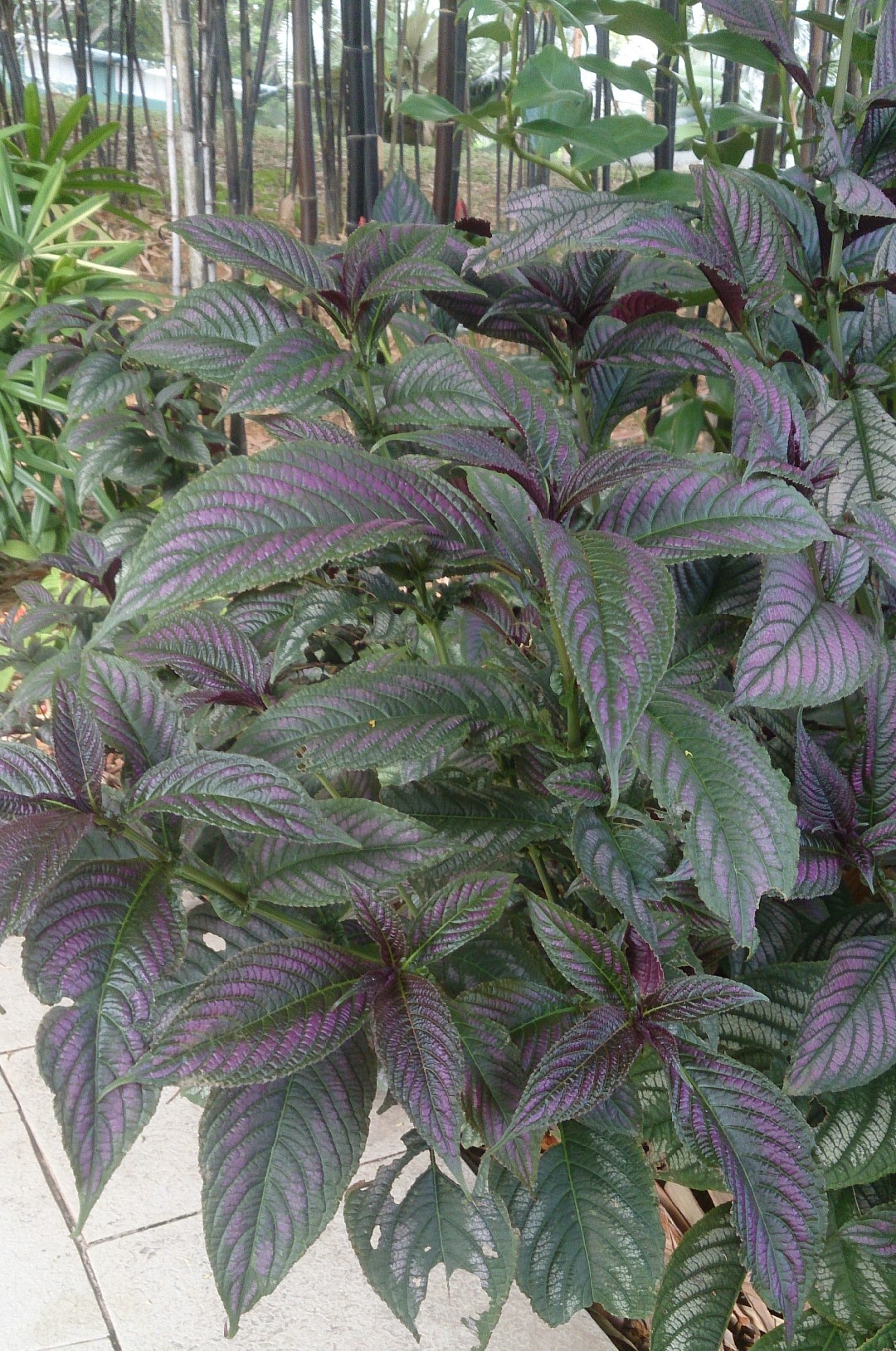 Strobilanthes auriculata var. dyeriana - PictureThis