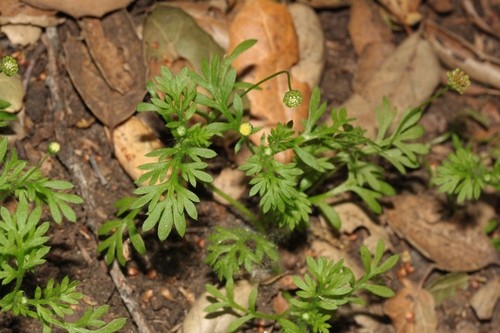 Cotula australis - PictureThis