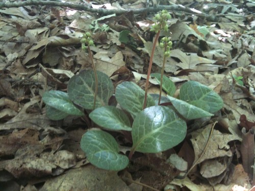 Pyrola americana - PictureThis