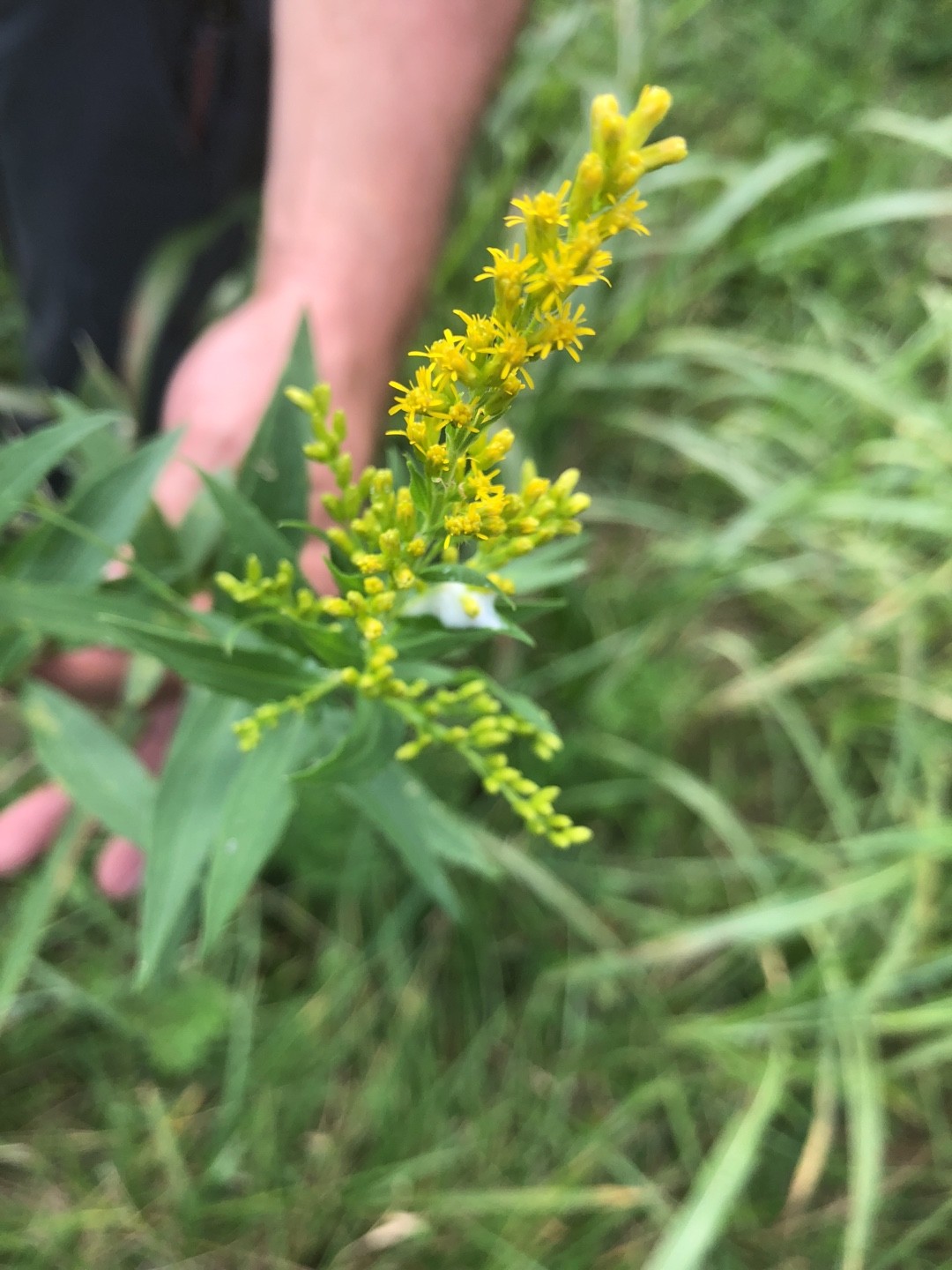北美一枝黃花 (Solidago altissima) 照顧，種植，繁殖，開花時間 - PictureThis
