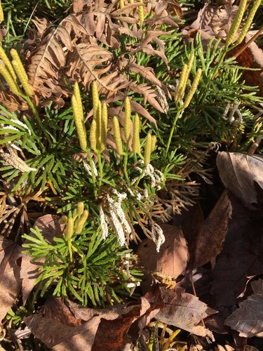 How to Plant and Grow Fan clubmoss(Diphasiastrum digitatum)