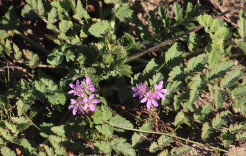 How to Plant and Grow Musky stork's bill(Erodium moschatum)
