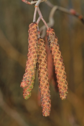 Alnus serrulata - PictureThis