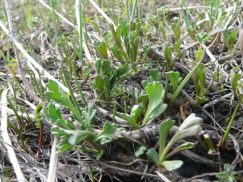 Arctanthemum arcticum - PictureThis