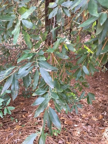 Tanoak (Notholithocarpus densiflorus) Flower, Leaf, Care, Uses ...