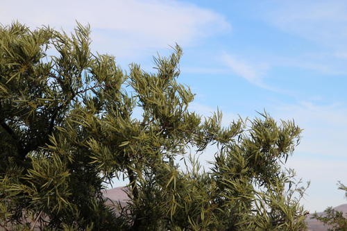 African sumac (Searsia lancea) Flower, Leaf, Care, Uses - PictureThis