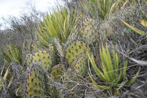 Nopal rastrero (Opuntia stenopetala) - PictureThis