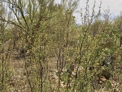 How to Plant and Grow Whitethorn Acacia(Vachellia constricta)