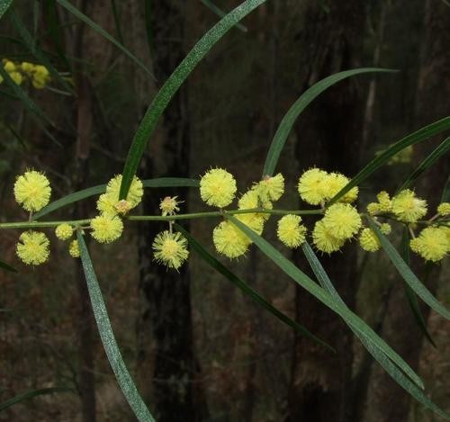 Cinnamon wattle (Acacia leprosa) Flower, Leaf, Care, Uses - PictureThis