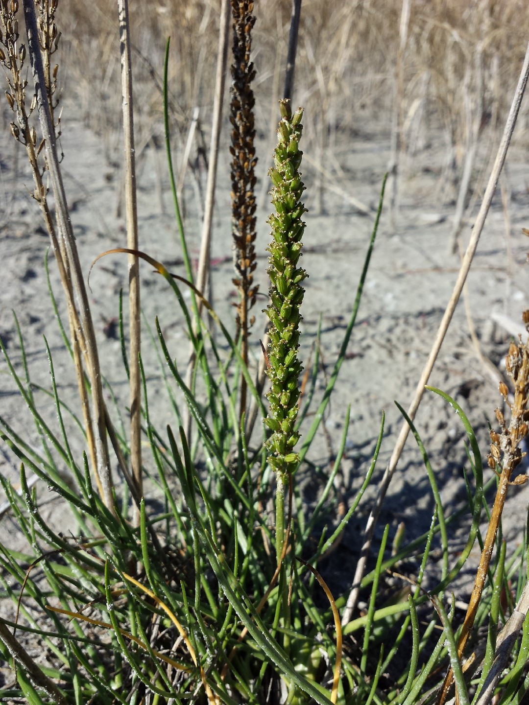 Seaside arrowgrass (Triglochin maritima) Flower, Leaf, Care, Uses ...
