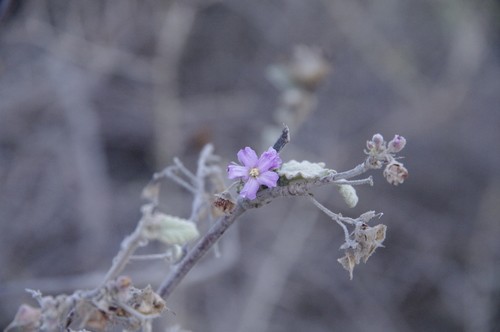 Melochia tomentosa - PictureThis