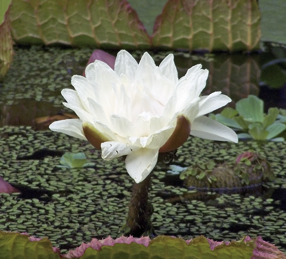 Victoria Flower, Leaf, Care, Uses - PictureThis