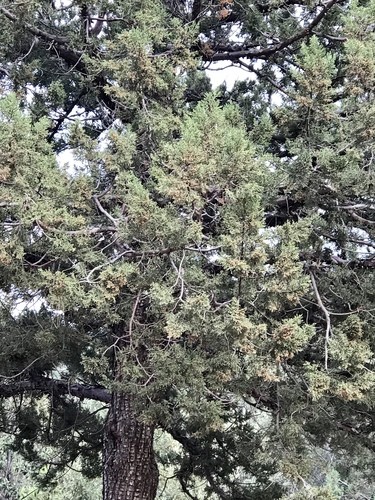 Sabino (Juniperus deppeana) - PictureThis