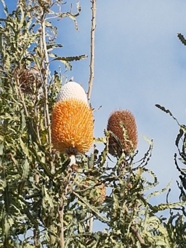 Banksia prionotes - PictureThis