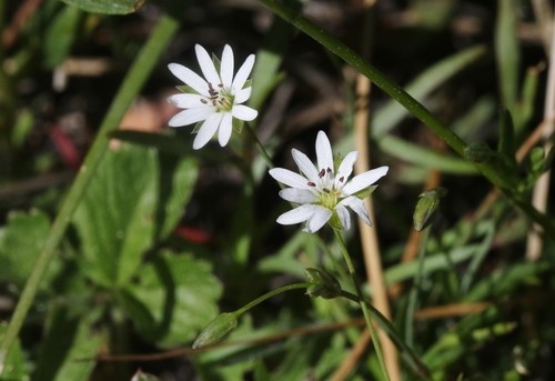 Stellaria longipes - PictureThis