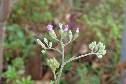 Little ironweed (Cyanthillium cinereum) Flower, Leaf, Care, Uses ...