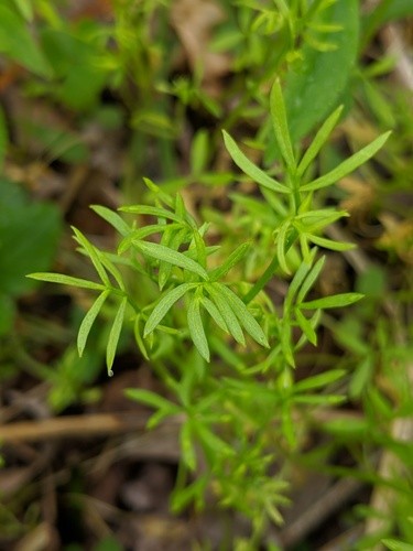 Falsa sirena (Floerkea proserpinacoides) - PictureThis