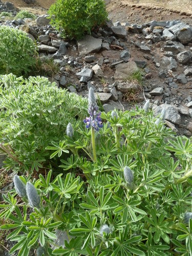Alaska-Lupine (Lupinus nootkatensis) - PictureThis