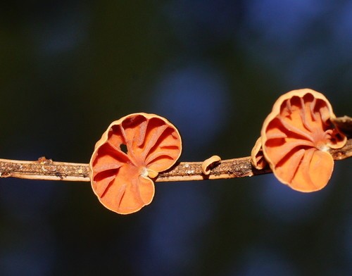 Orange fan (Anthracophyllum archeri) Flower, Leaf, Care, Uses - PictureThis
