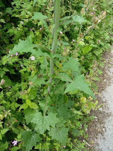 How to Plant and Grow Wall lettuce(Lactuca muralis)