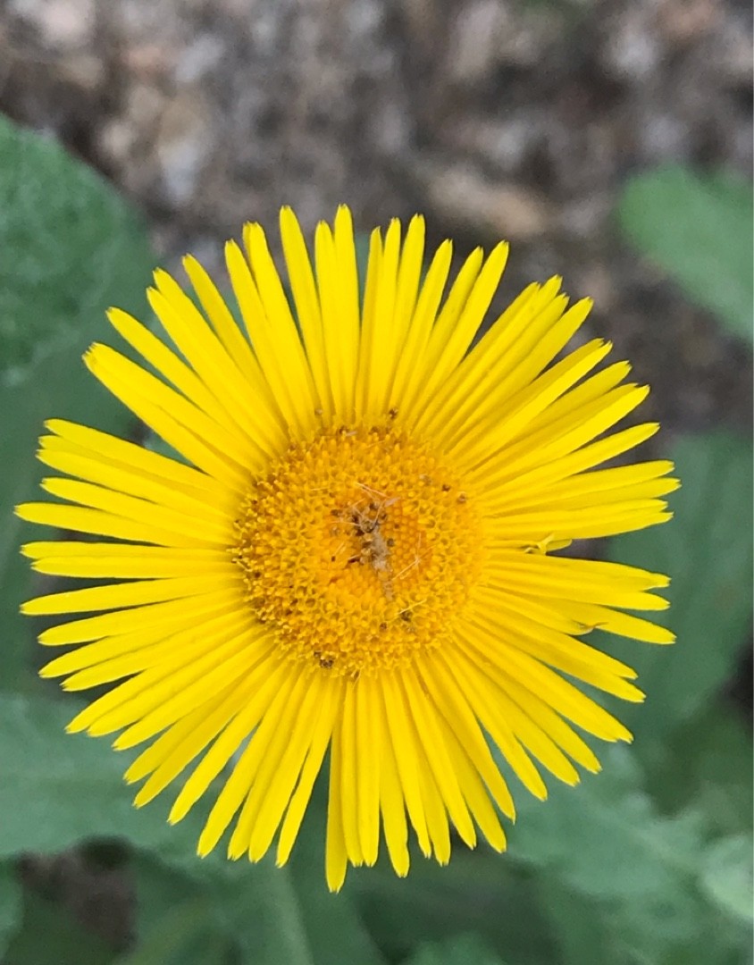 False fleabane (Pulicaria) Flower, Leaf, Care, Uses - PictureThis