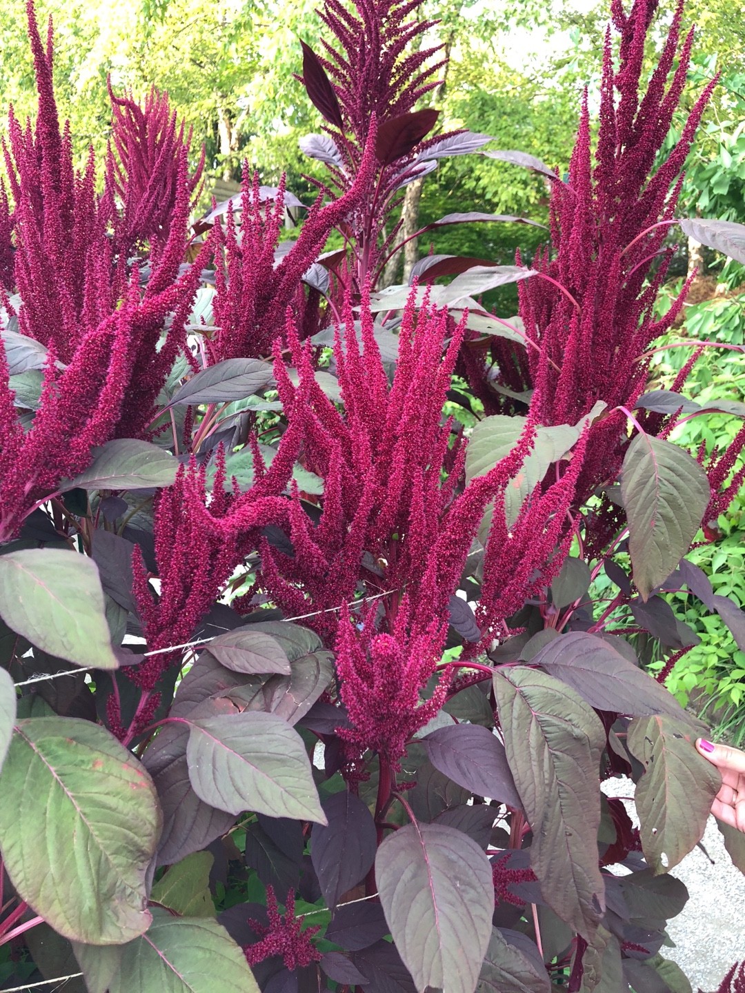 Prince's feather (Amaranthus hypochondriacus) Flower, Leaf, Care, Uses ...
