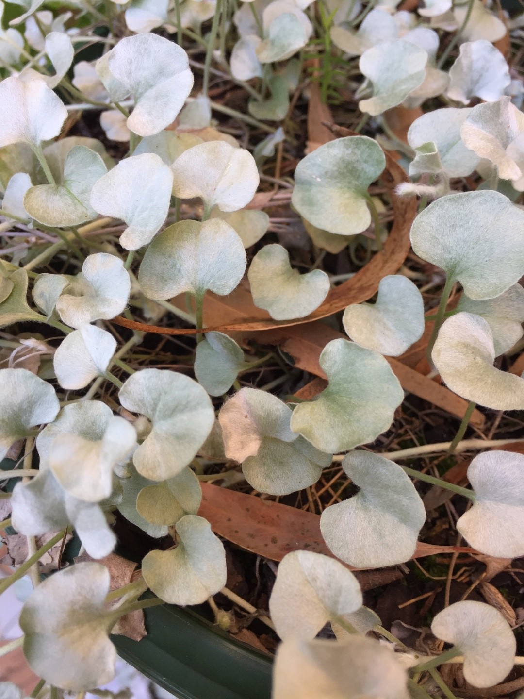 Oreja de ratón (Dichondra argentea) - PictureThis