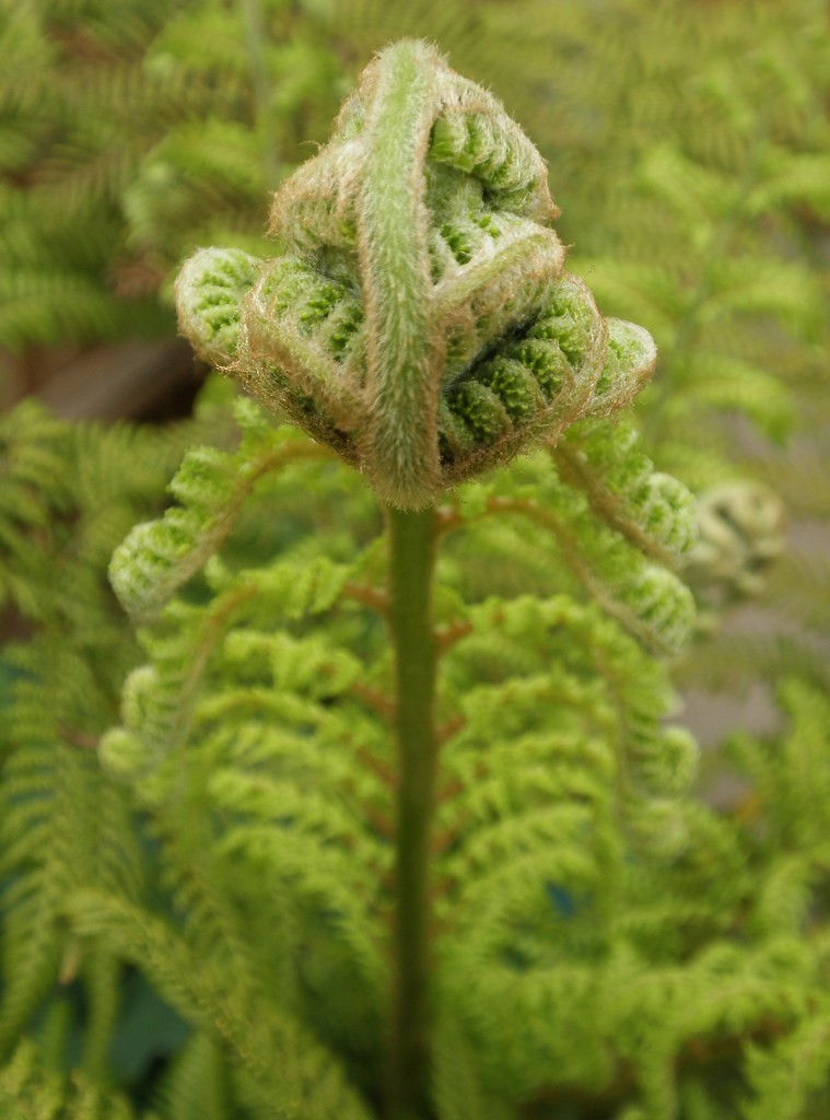 Tree-ferns (Dicksoniaceae) Flower, Leaf, Care, Uses - PictureThis