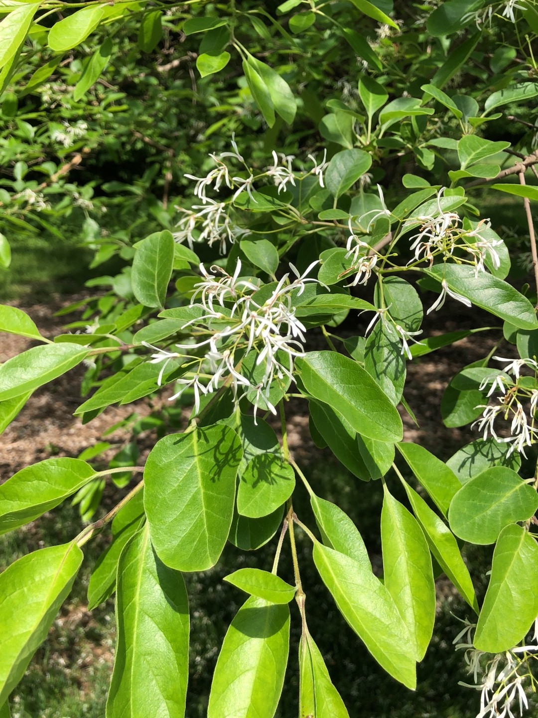 Chionanthus retusus - PictureThis