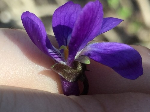 Violeta común (Viola odorata) - PictureThis