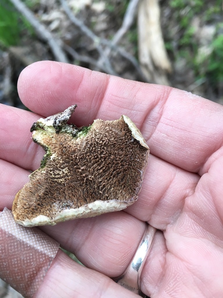 Hymenochaetales Flower, Leaf, Care, Uses - PictureThis