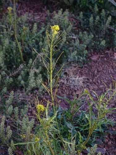 London rocket (Sisymbrium irio) Flower, Leaf, Care, Uses - PictureThis