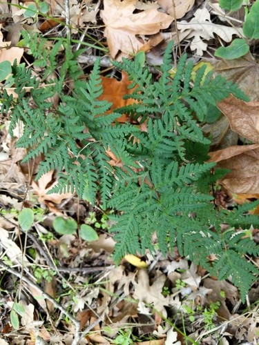 Silverback fern (Pentagramma triangularis) Flower, Leaf, Care, Uses ...