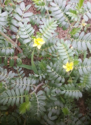 Abrojo (Tribulus terrestris) - PictureThis