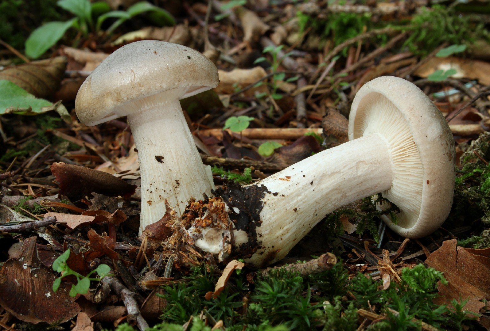 Pardilla (Clitocybe nebularis) - PictureThis